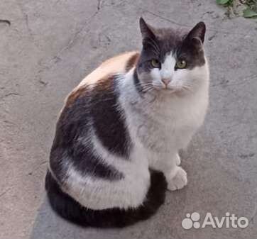 Кот с серыми пятнами толстенький тебя ждут дома