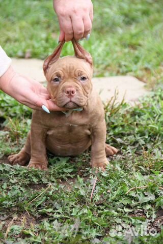 Девочка Американского булли Покет