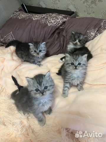 Сибирские котята
