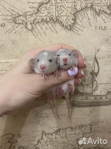 Ручные Крысята дамбо.Домашний питомник