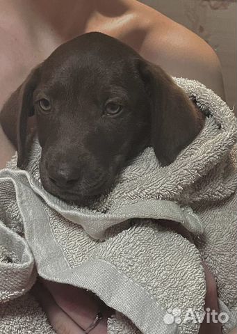 Щенок в добрые руки бесплатно