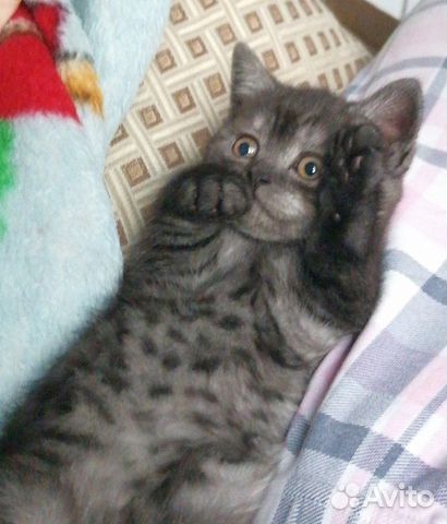 Котёнок чмоня (точно не нацик)