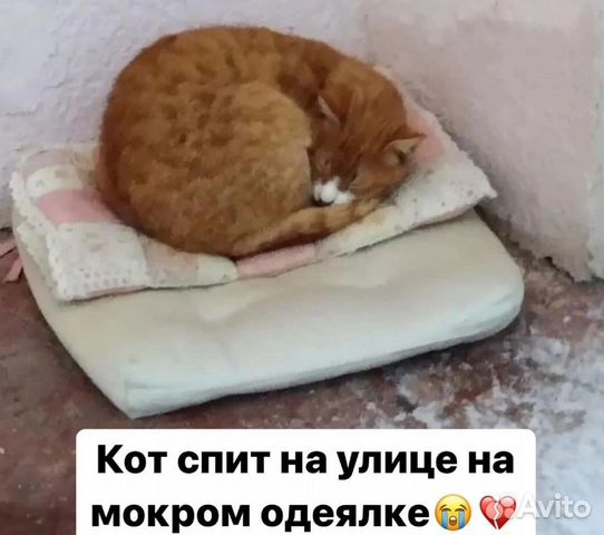 Кот спит на улице на мокром одеялке
