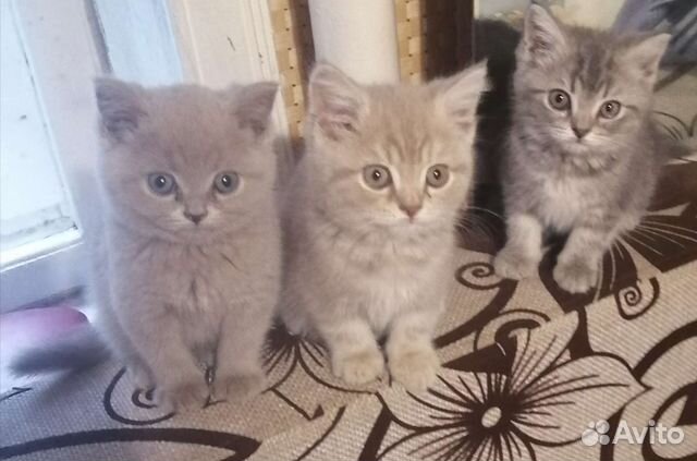 Британские котята