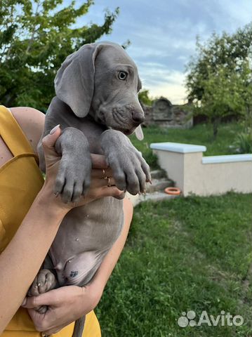 Веймаранер