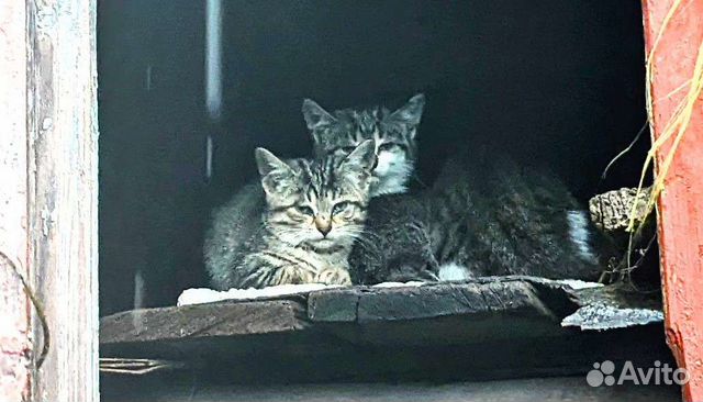 Котята в добрые руки бесплатно