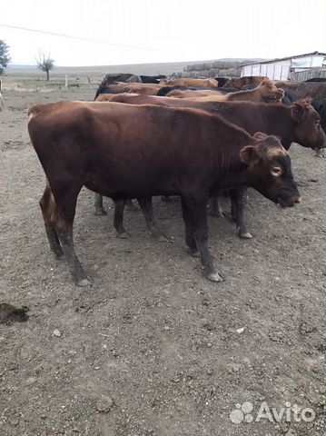 Бычки помесь с люмизином