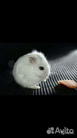 Джунгарский хомячок ручной