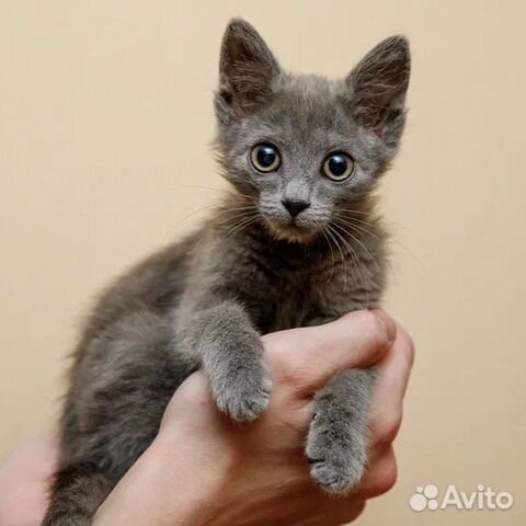 Котенок Пума русская голубая в добрые руки