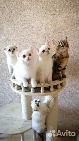 Котята