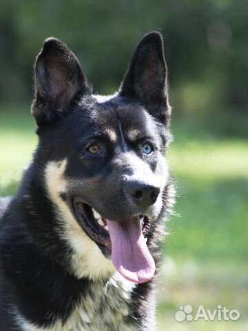 Красавец Арнольд в добрые руки