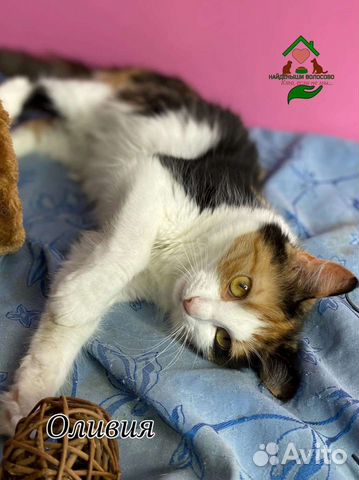 Кошка котенок девочка в добрые руки