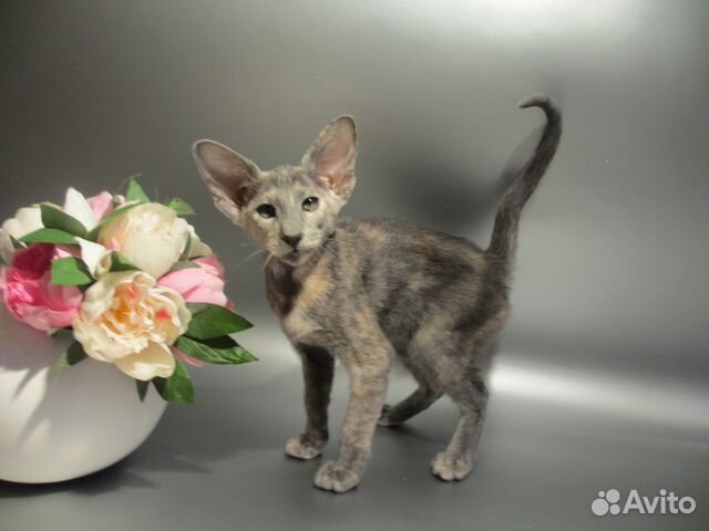 Голубая ориентальная черепашка