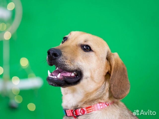 Медея. Отдается в добрые руки