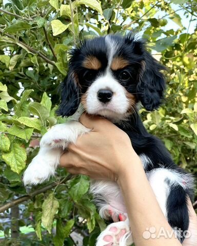 Кавалер Кинг Чарльз Спаниель девочка