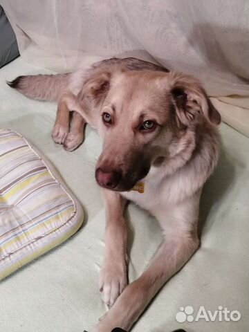 Подросток в добрые руки