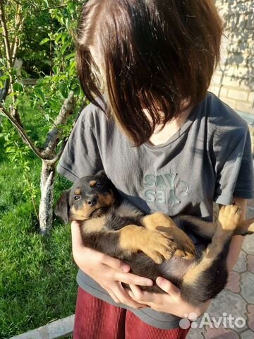 Щенки ротвейлера