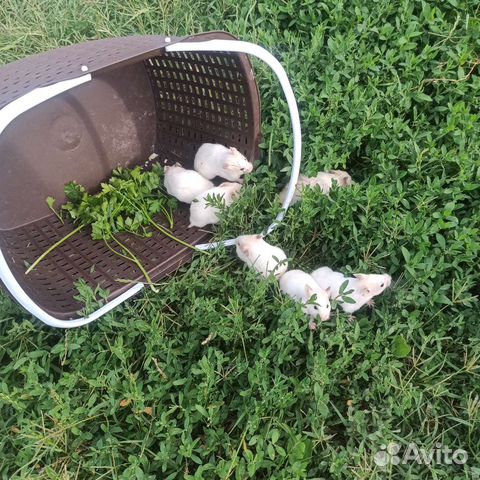 Сирийский хомяк бесплатно