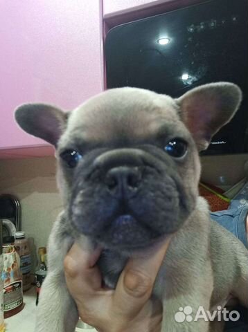 Французский бульдог щенки