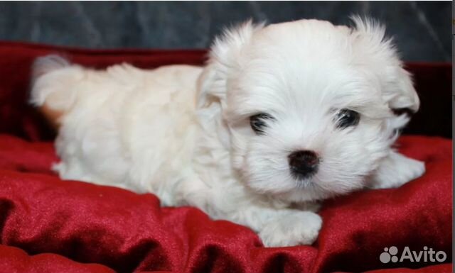 Белоснежные балонки