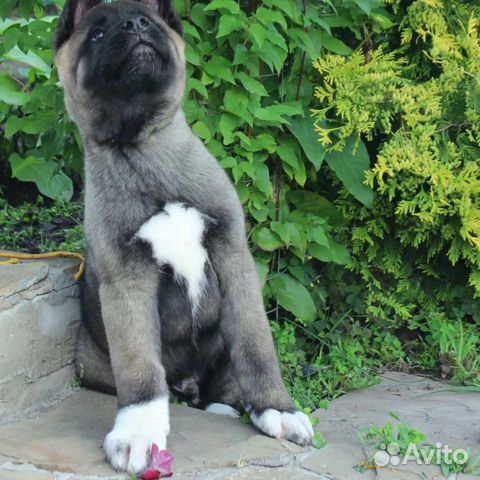Щенки американской акиты