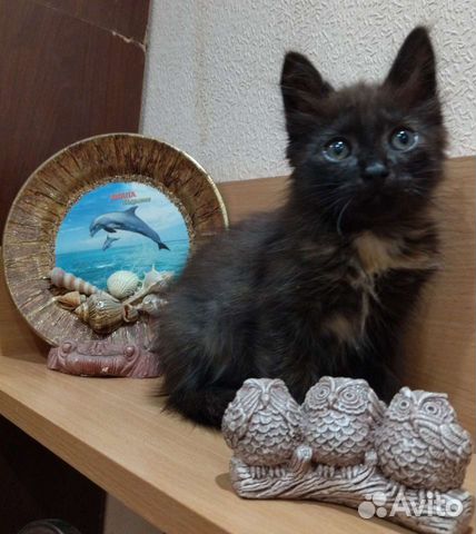 Маленькая принцесса ищет дом