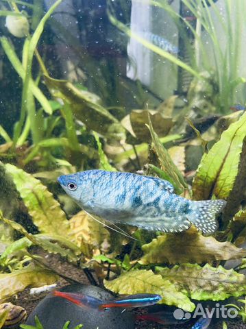 Рыба гурами и лялиус