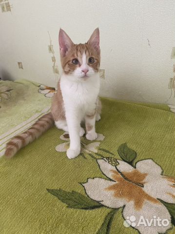 Плюша-очень няшная и целовательная