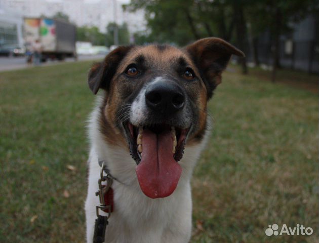 Амур ждет семью в приюте