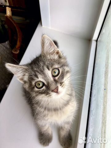 Котенок в дар серенький