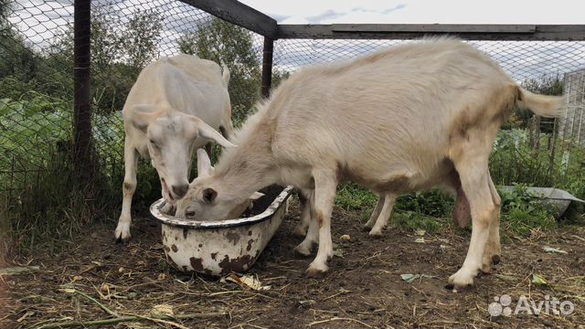 С/х животные