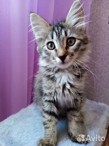 Остался по последний котёнок