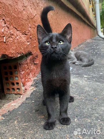 Котёнок Яша пропадает на улице