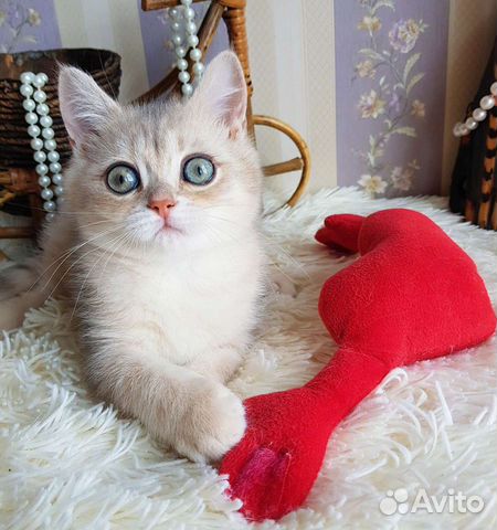 Роскошный котик окраса голубое золото