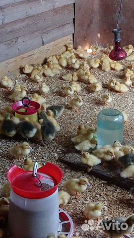 Гуси, гусята, крупные серые