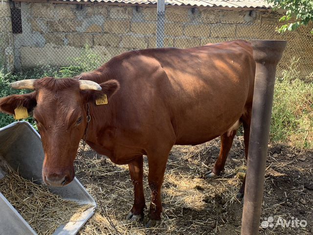 Корова стельная