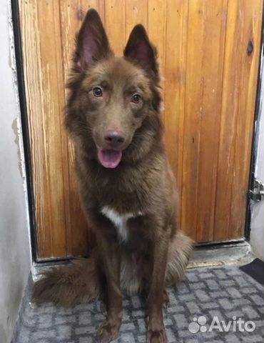 Собака (мальчик) 11 месяцев,в добрые руки