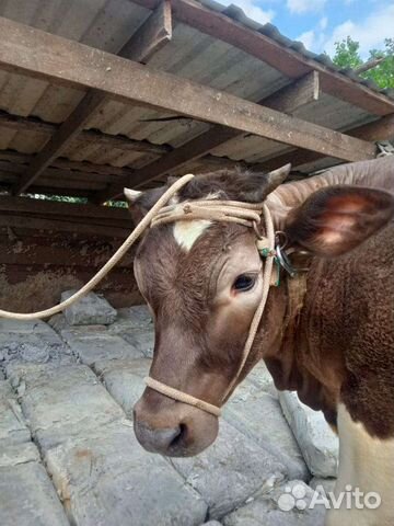 Продам Телку