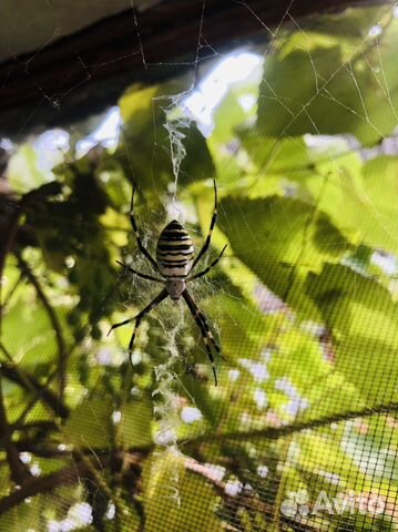 Паук Аргиопа