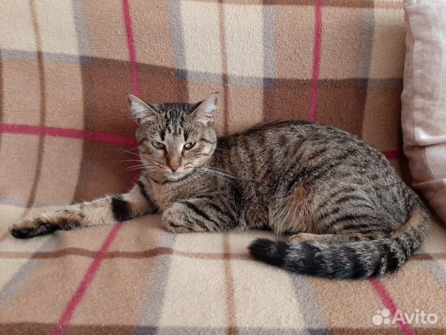 Кошка ищет кота (вязка)