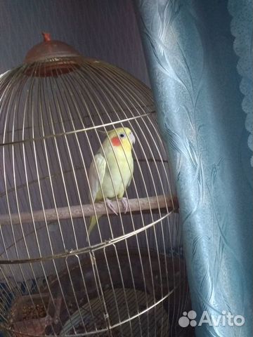 Попугай Карелла