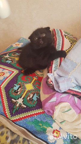 Британские вислоухие котята