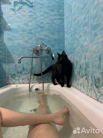 Кошечка в добрые руки