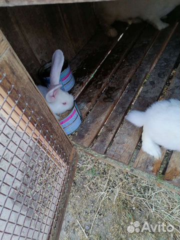 Кролики фландер