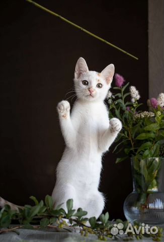 Котенок Яша