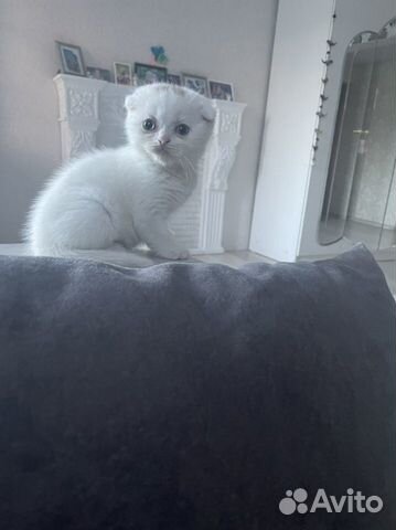 Шотландские котята белоснежные