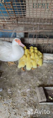 Индоутята с индоуткой