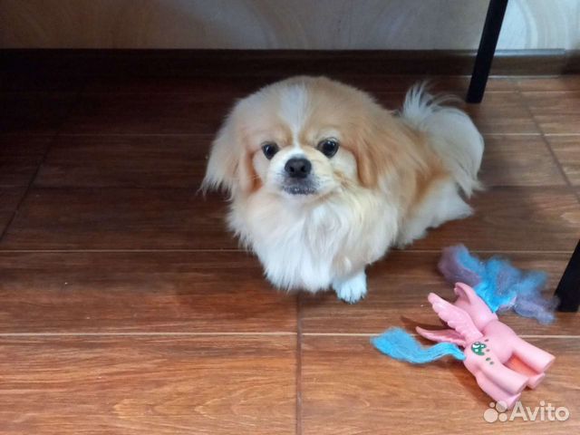 Маленькая собака в дар