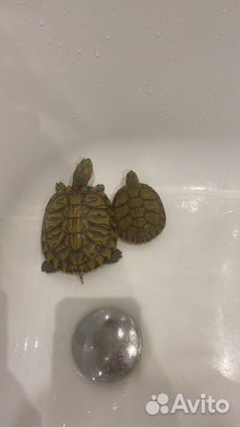 Черепашка водяная