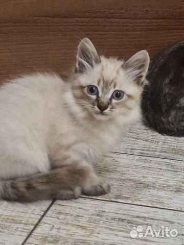 Невская маскарадная